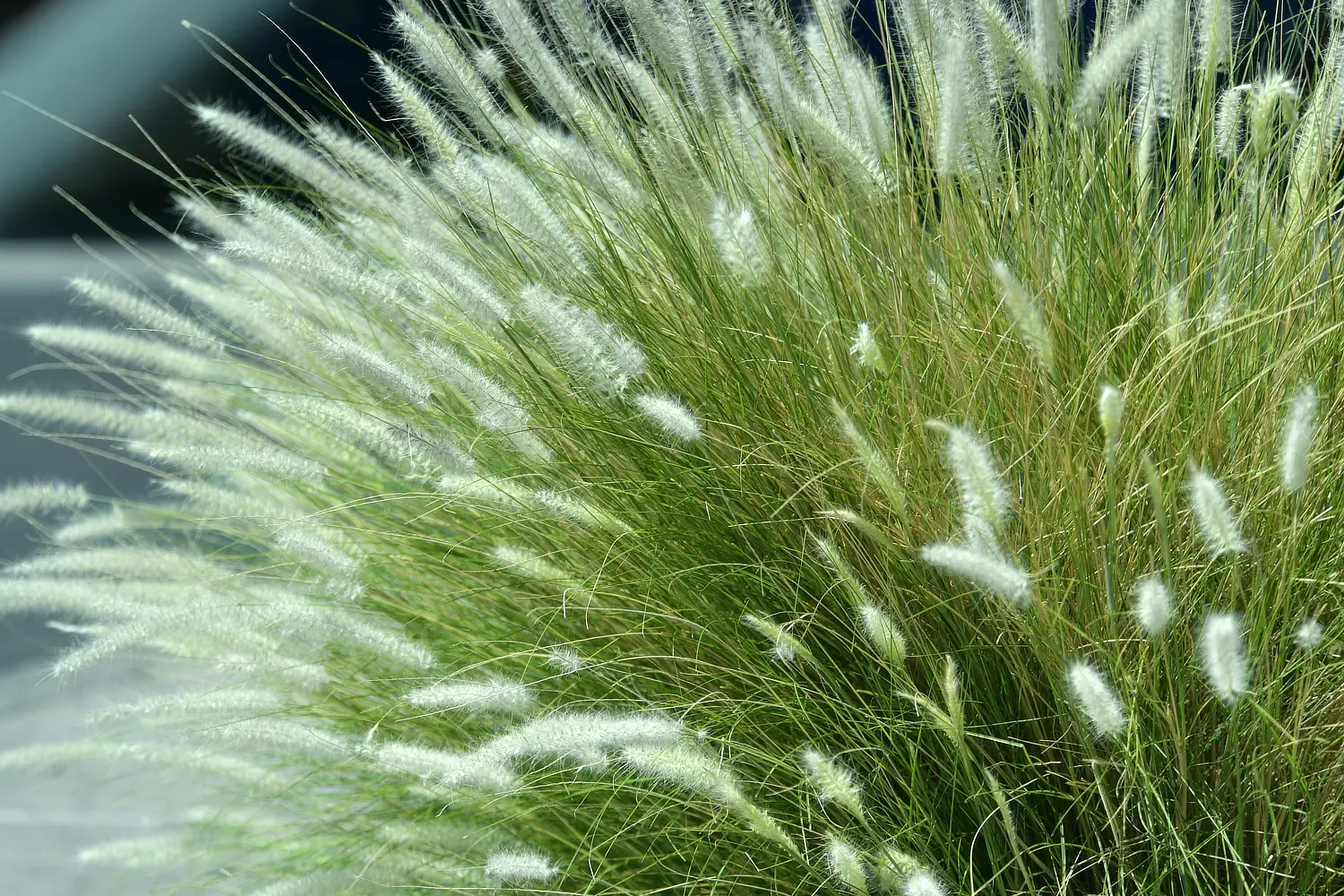 Stunning Native Ornamental Grasses